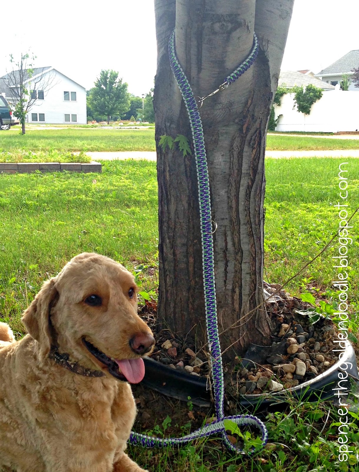 Spencer the Goldendoodle: Thoughtless Thursday: Strike a Cord Dog Leash